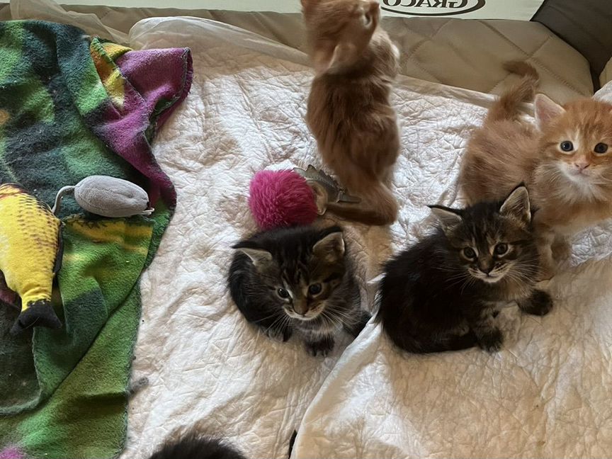 Котята мейн-кун