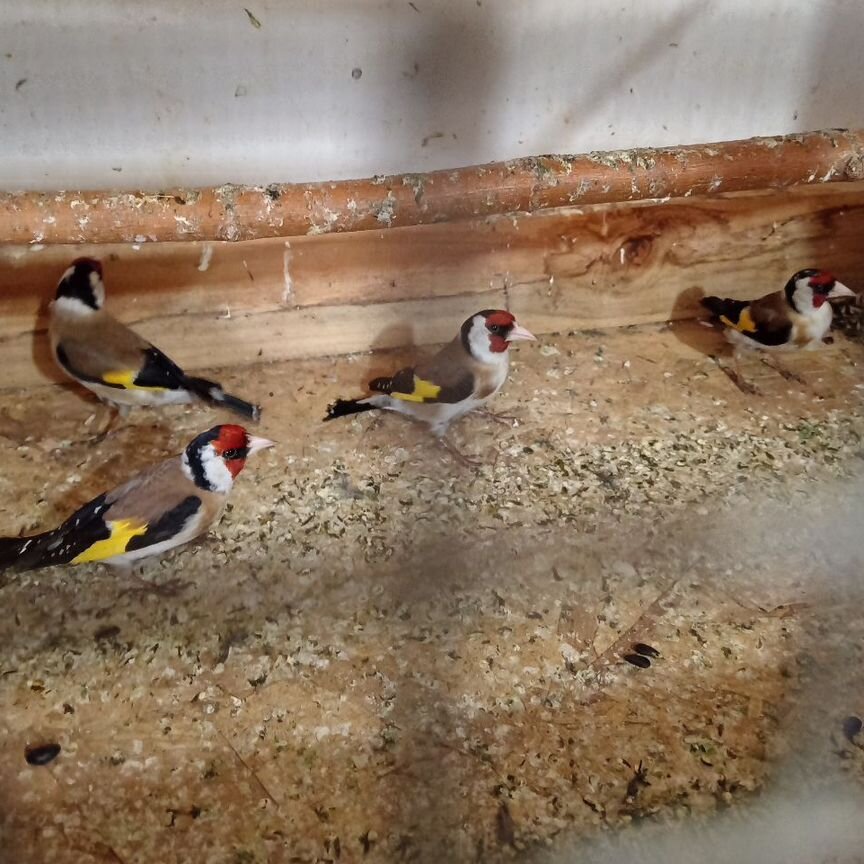 Певчие птицы щегол