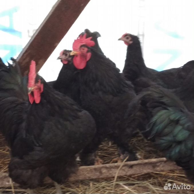 Петухи, индаутка с утятами, индюки