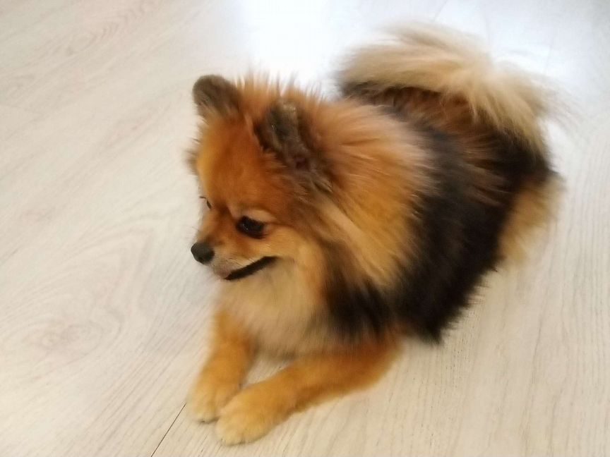 Немецкий шпиц вязка