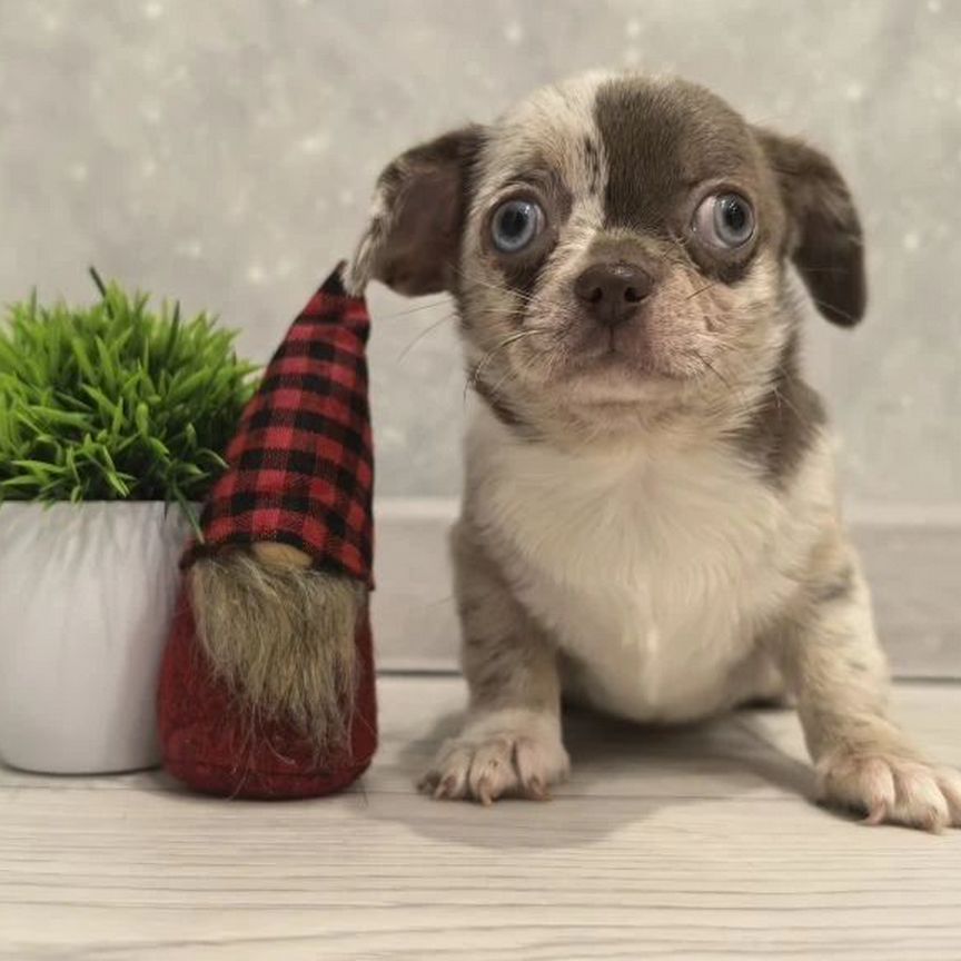 Чихуахуа, щенок