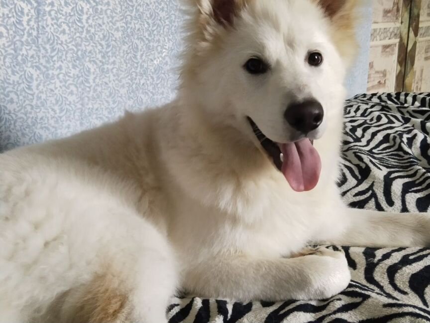Самоедская лайка в добрые руки