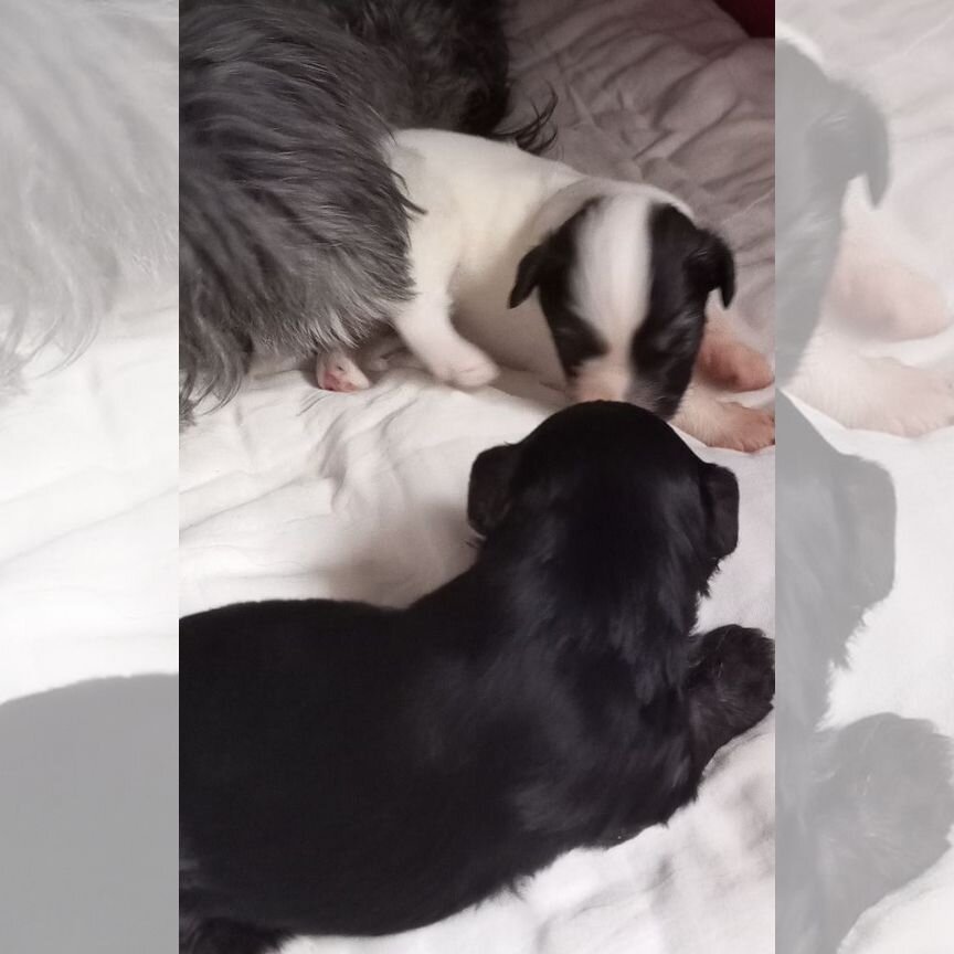 Щенки, от Китайский хохлатый