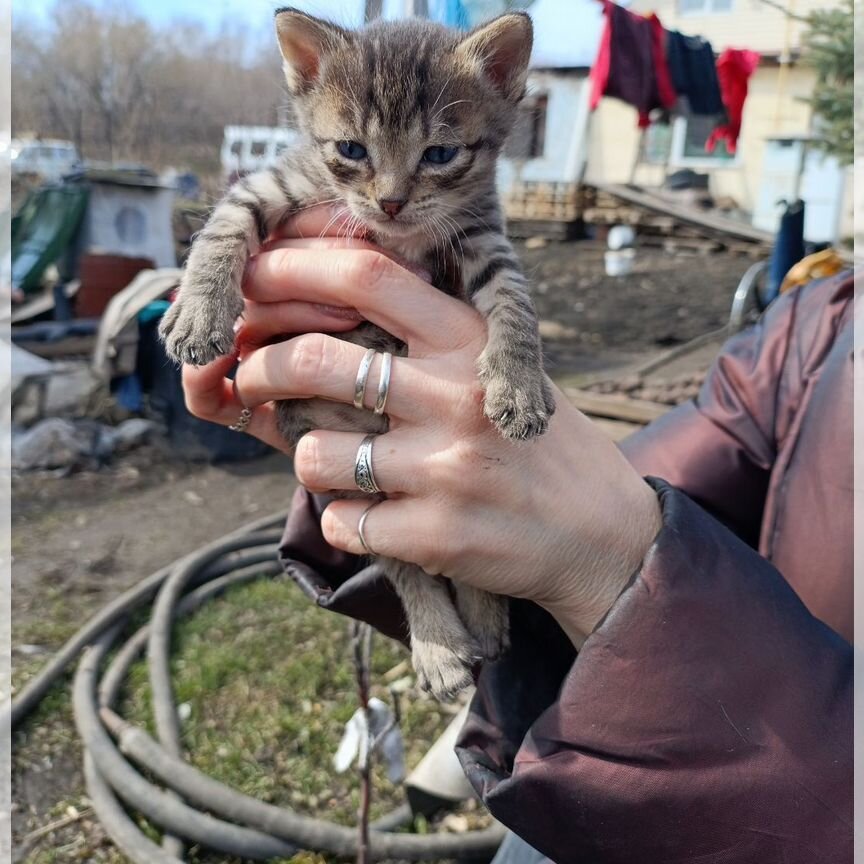 Котёнок в добрые руки