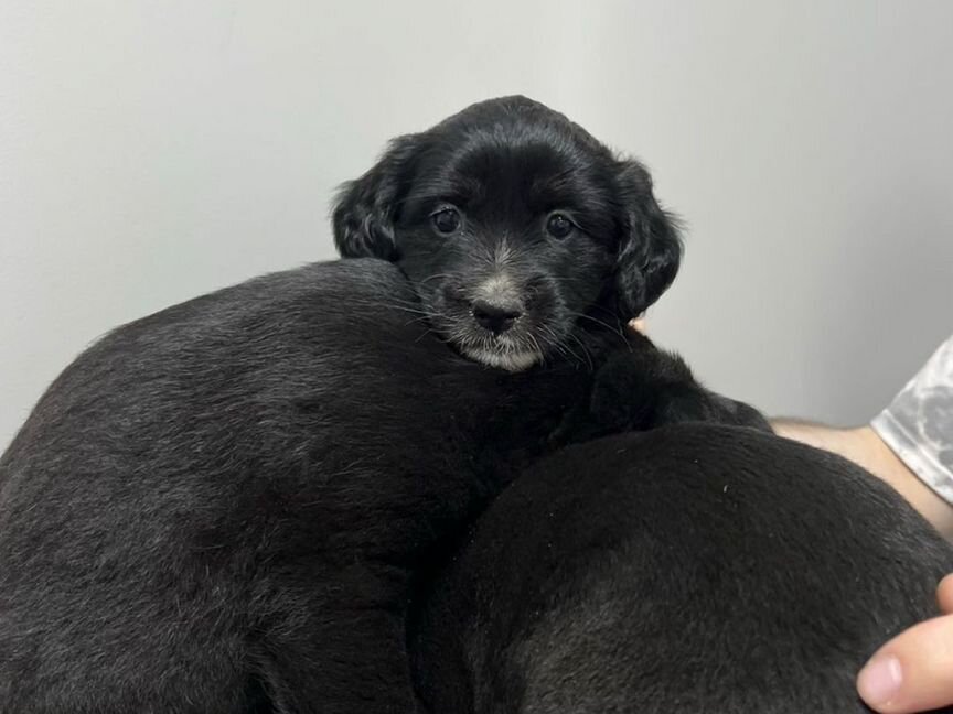 Щенки в добрые руки