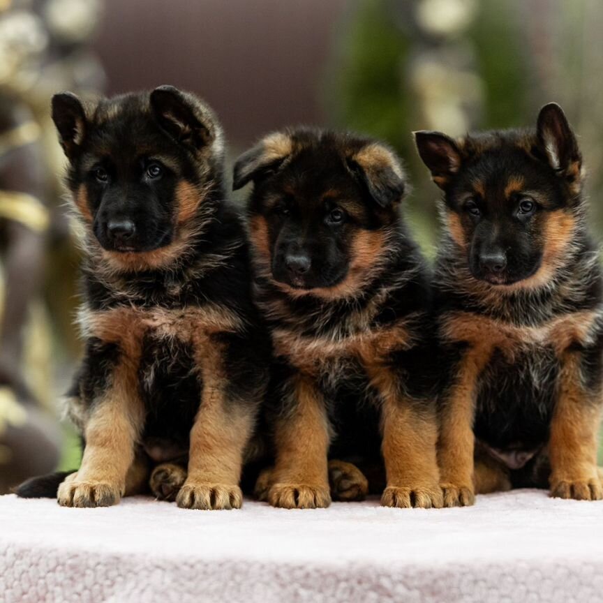 Щенки немецкой овчарки