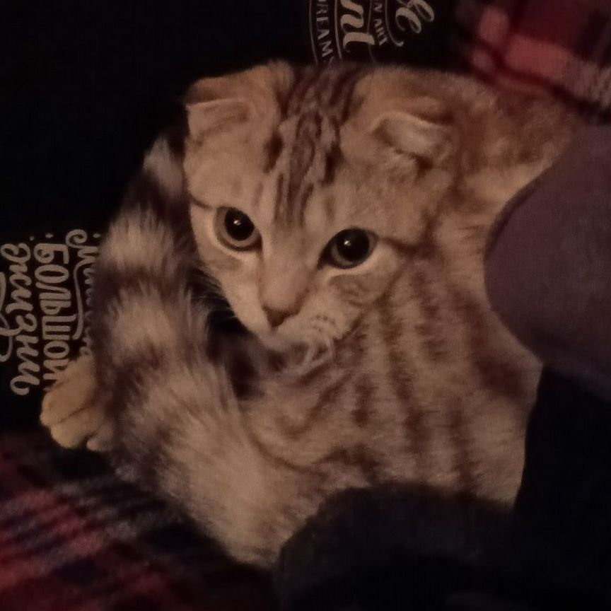 Шотландская вислоухая короткошёрстная кошка, взрослая