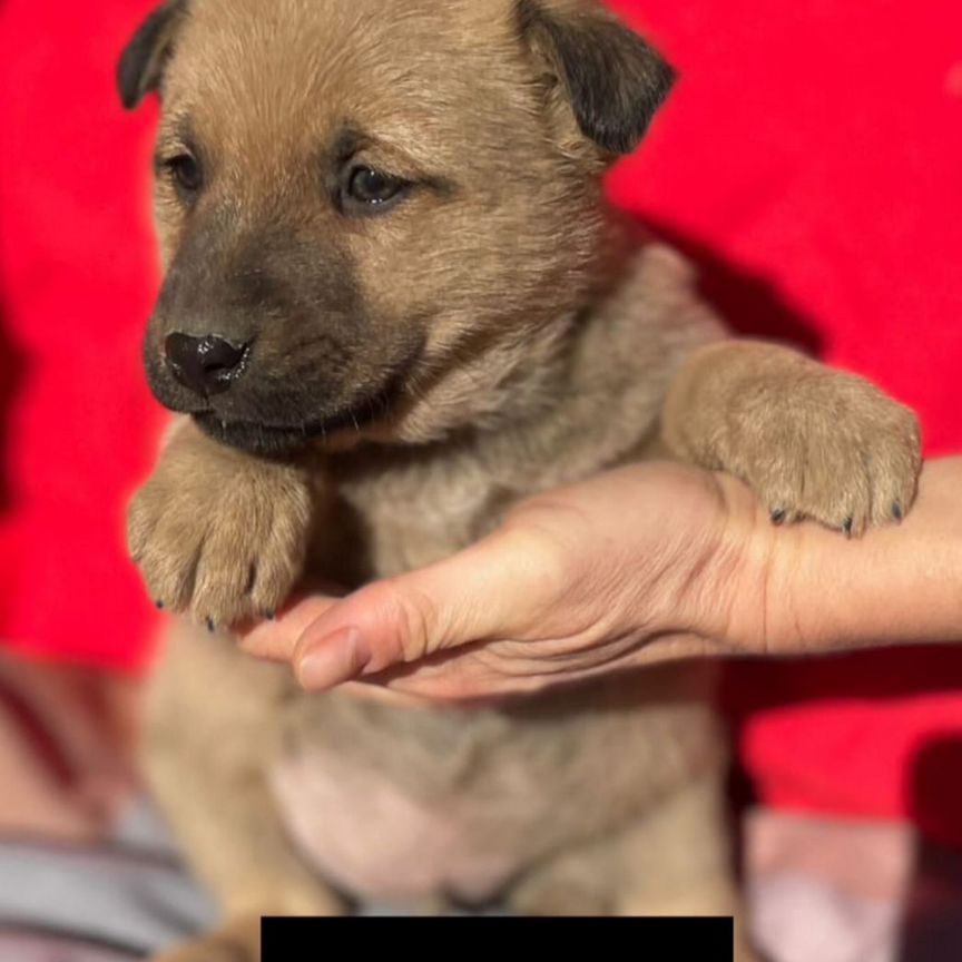 Крепыш Ливан