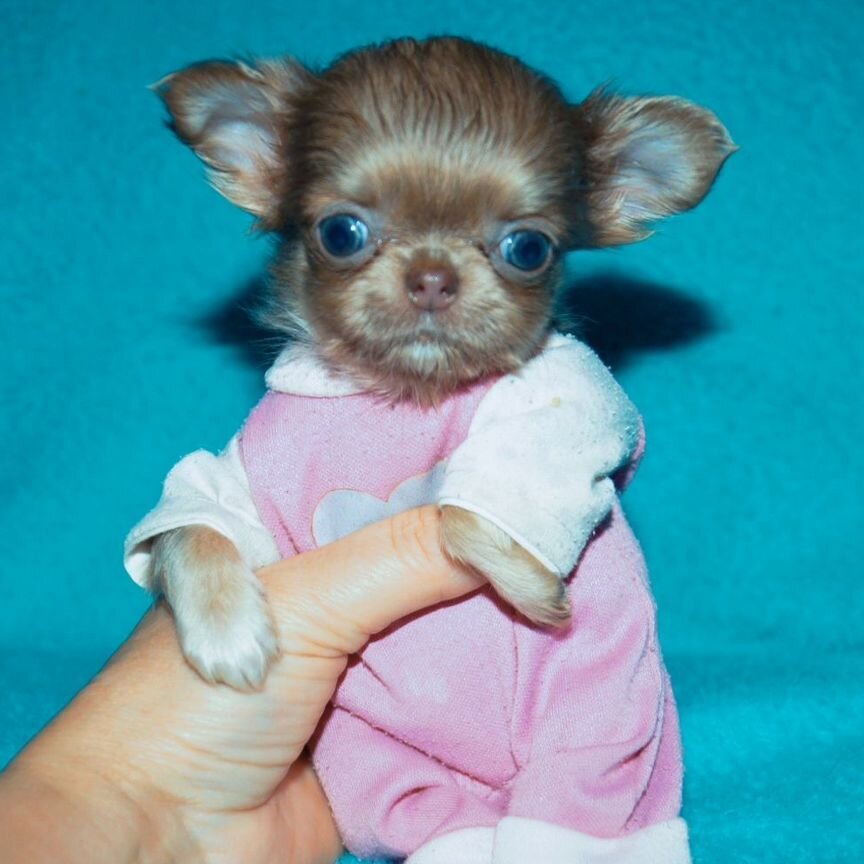 Чихуахуа, щенок