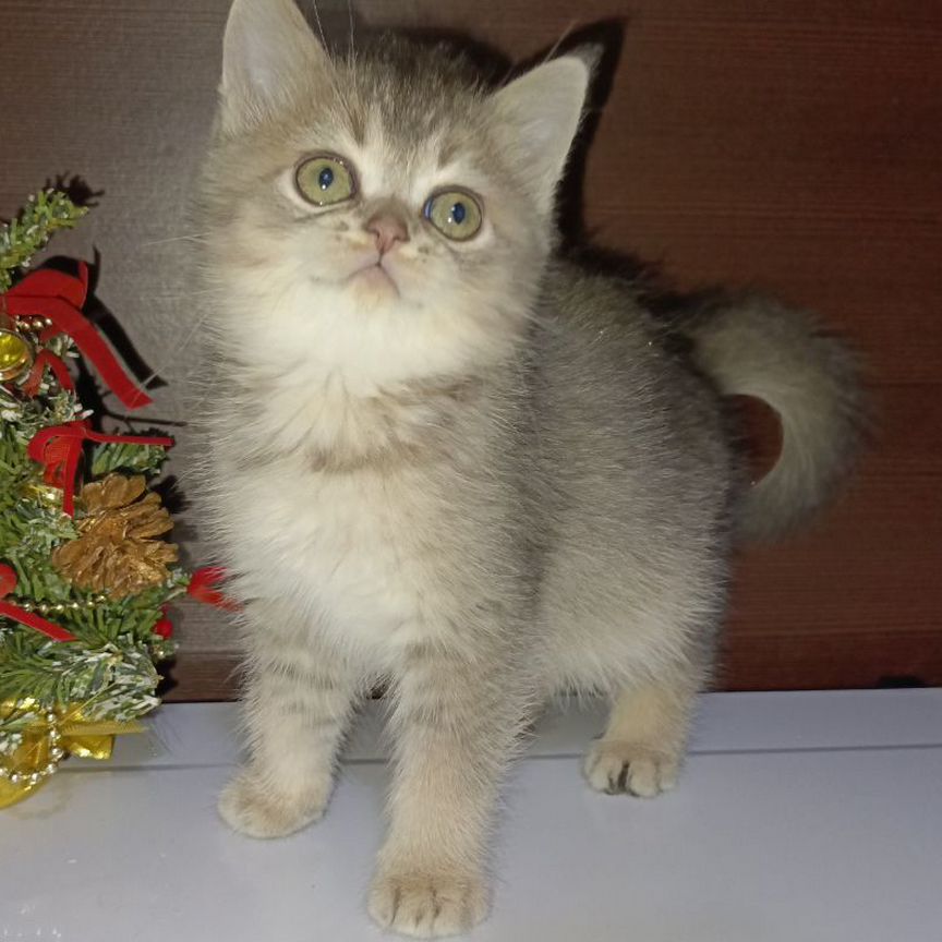 Шотландская девочка голубое золото
