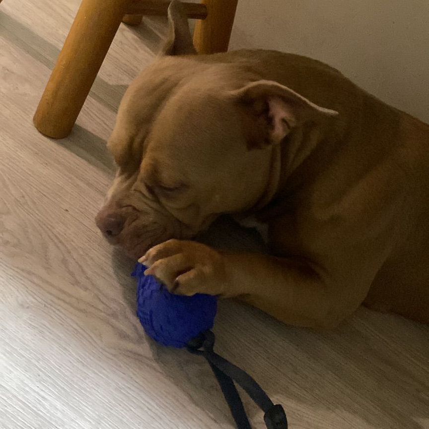 Игрушка для собак