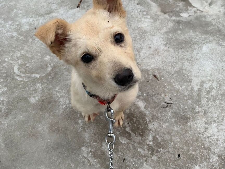 Собака в добрые руки