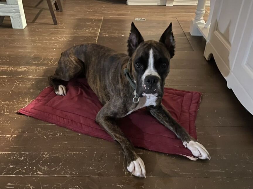 Собака в добрые руки немецкий боксер