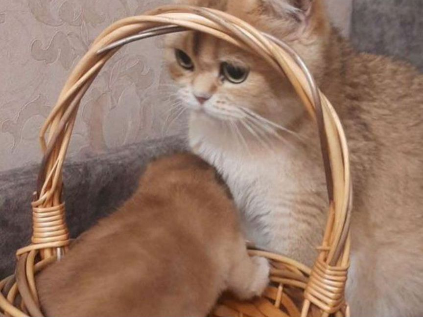 Британские Золотая шиншилла котята