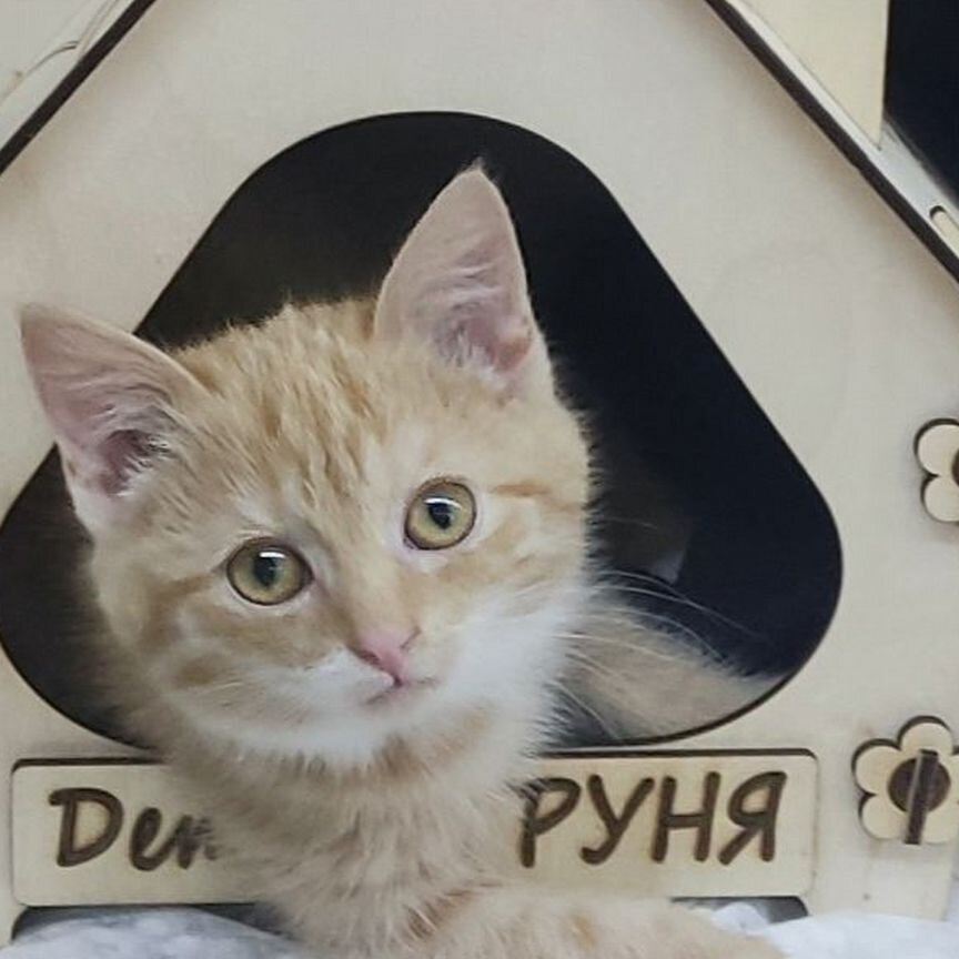 Котёнок в добрые руки