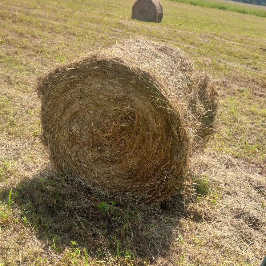 Продам сено в рулонах