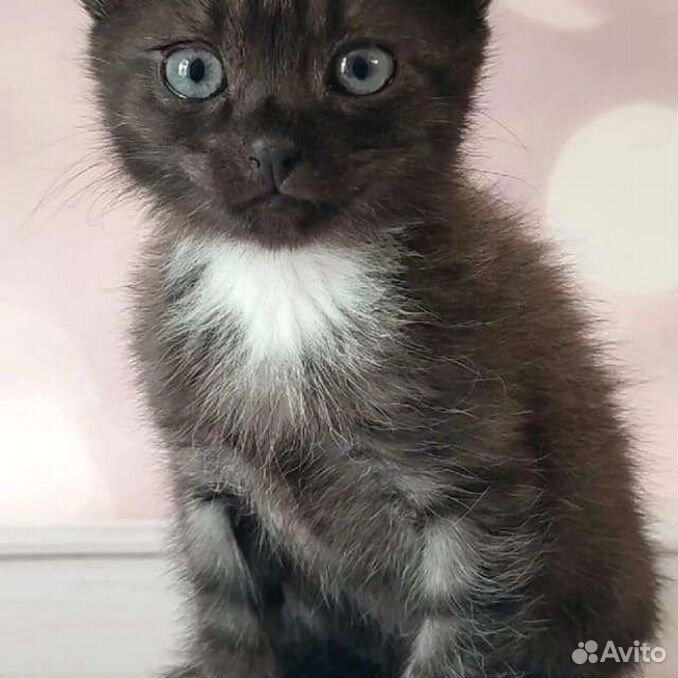 Умненький, игривый, самостоятельный котёнок Котя