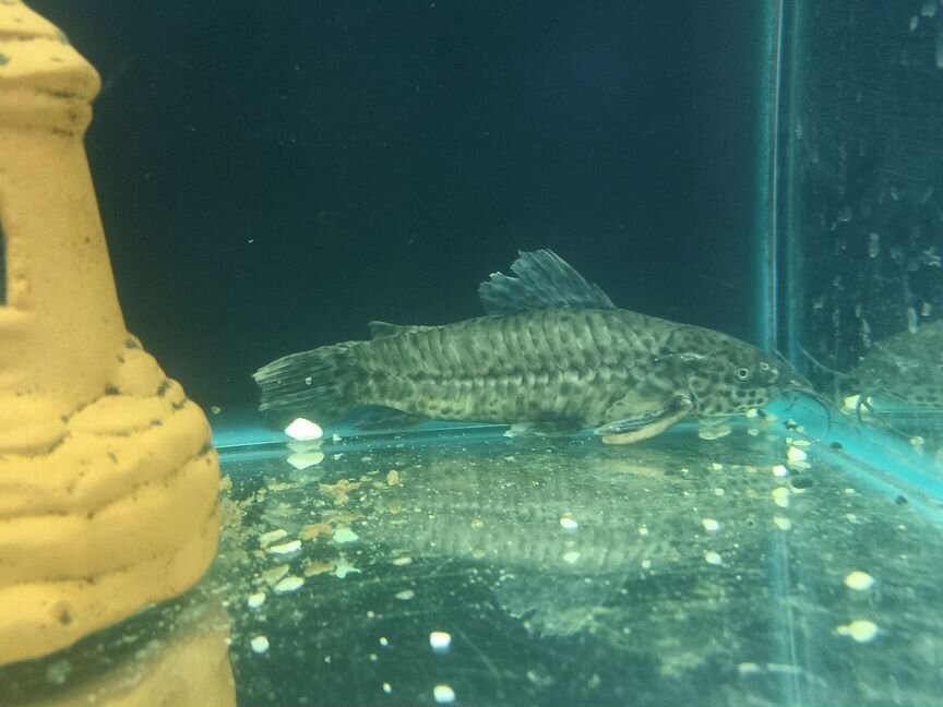 Сом Анциструс, сом таракатум, цихлида акара 9 шт