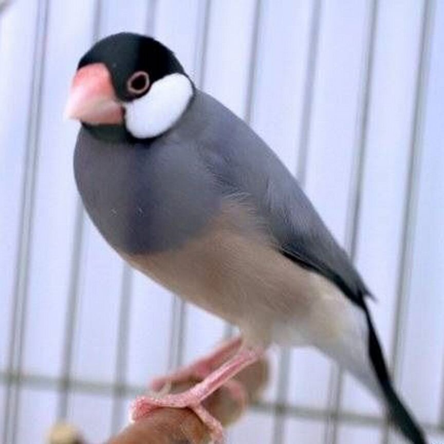 Рисовые амадины