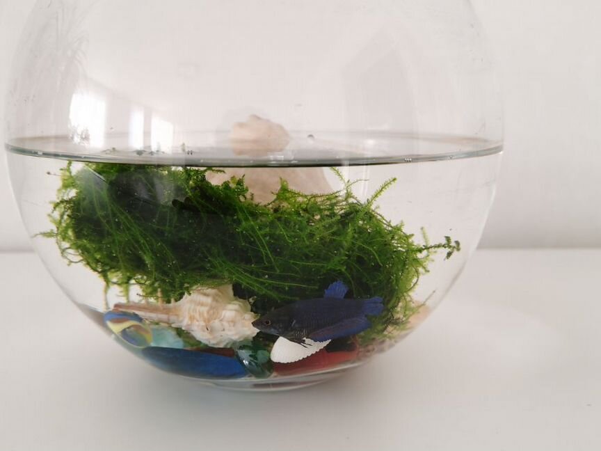 Аквариум с рыбкой