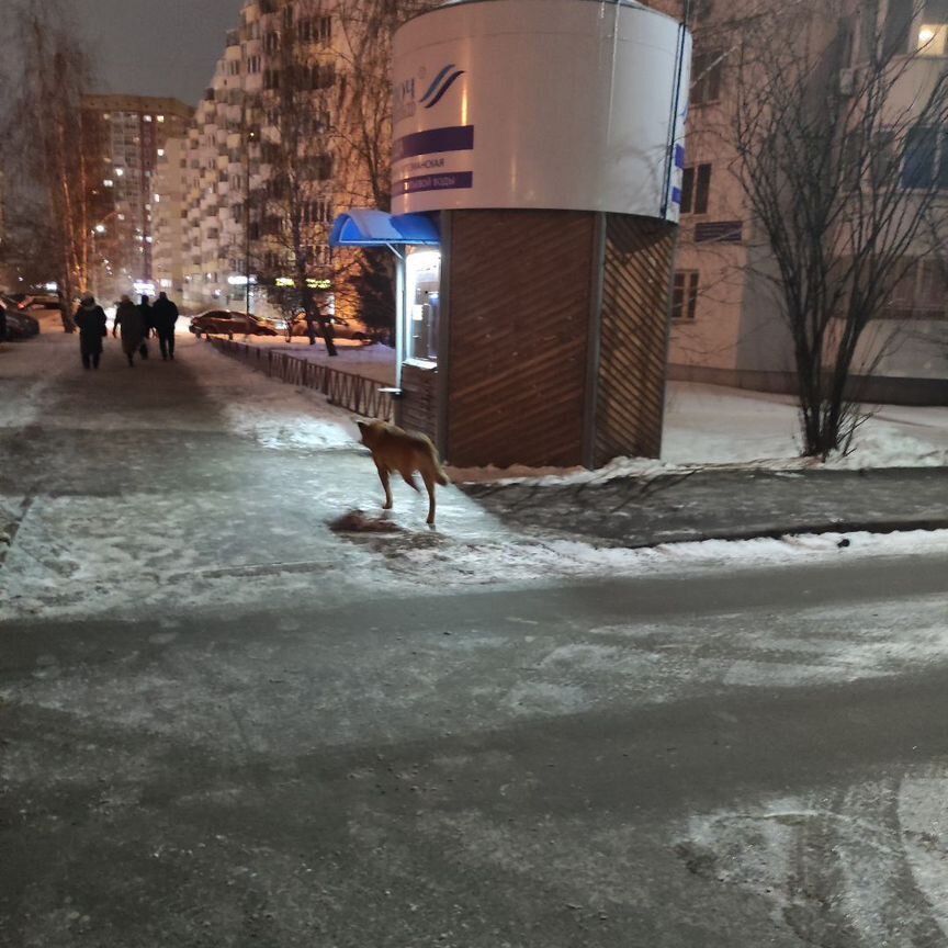 Собака потерялась бегает на улице