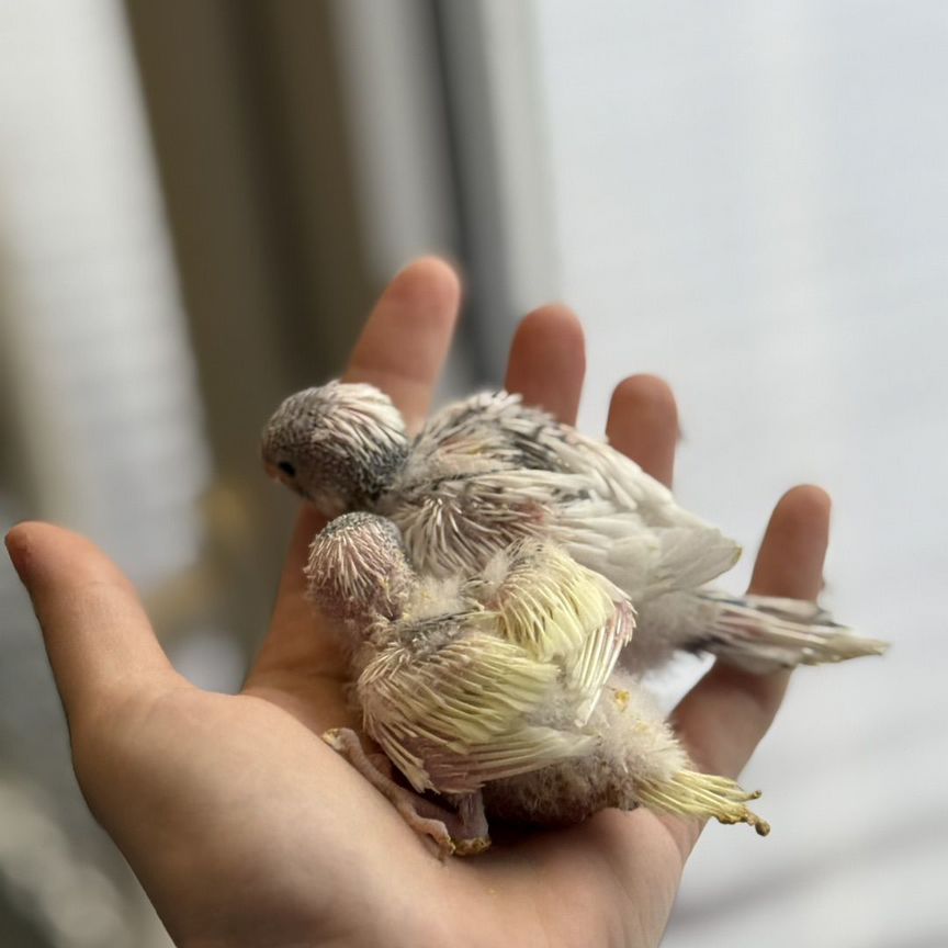 Малыши волнистых попугаев