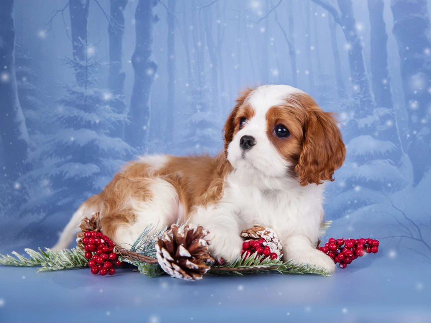 Девочка Кавалер Кинг чарз спаниель