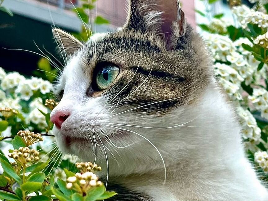 Кошки в добрые руки