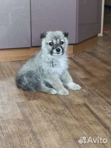 Щенок в добрые руки бесплатно