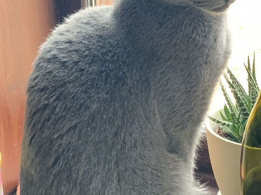 Потерялся кот (Русская голубая) в Рощино