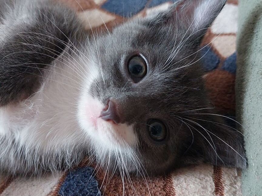 Отдам котят в добрые руки