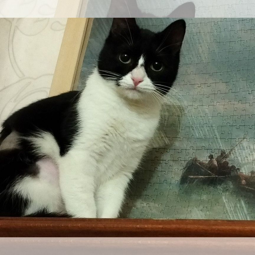 Взрослая кошка в добрые руки