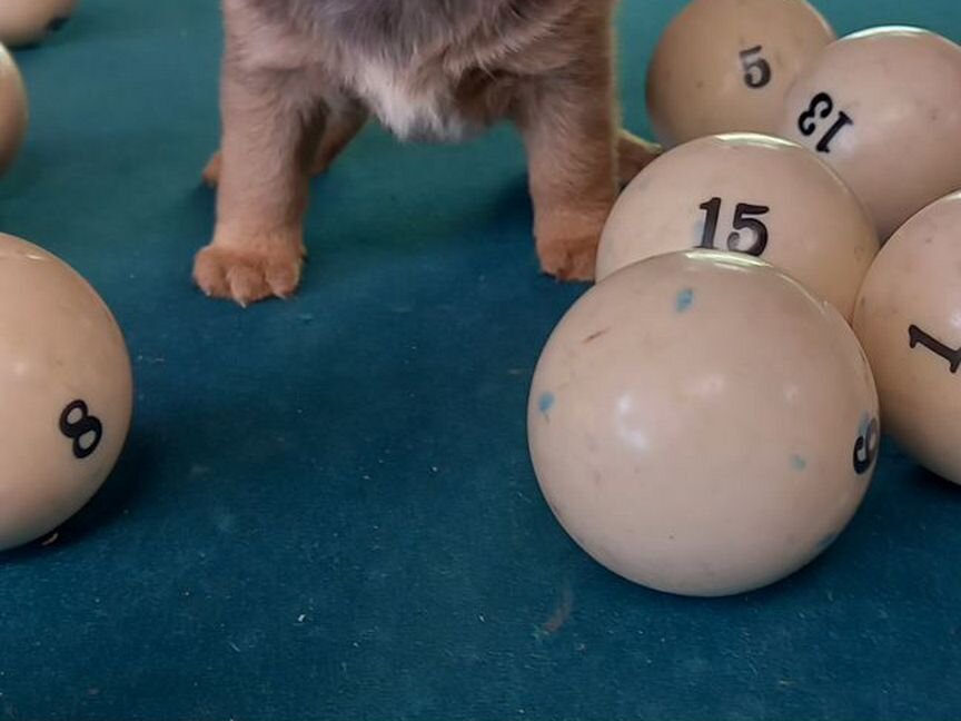 Щенок пикинеса и чихуахуа