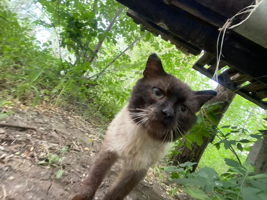 Породистый котейка выживает на улице. Очень худой