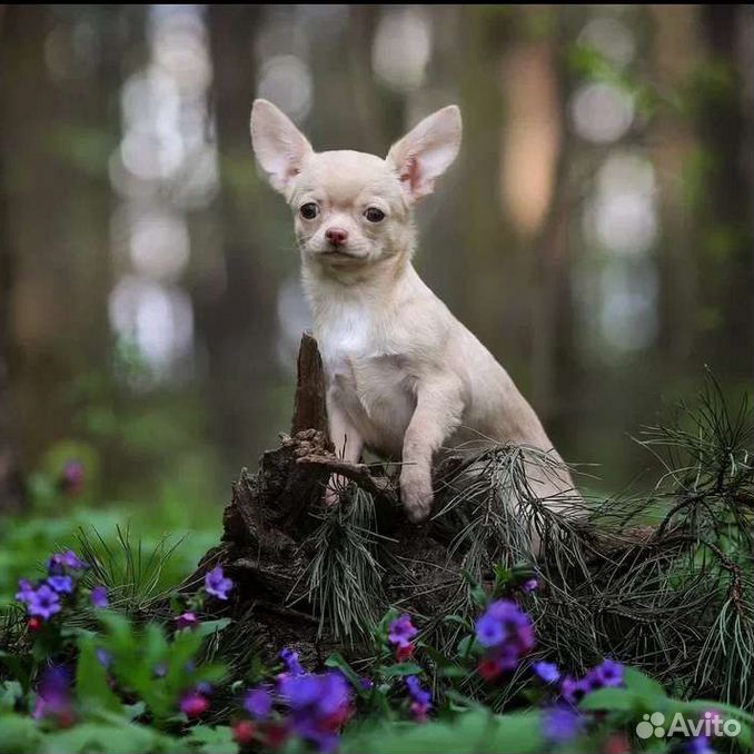 Чихуахуа Девочка стандартного размера