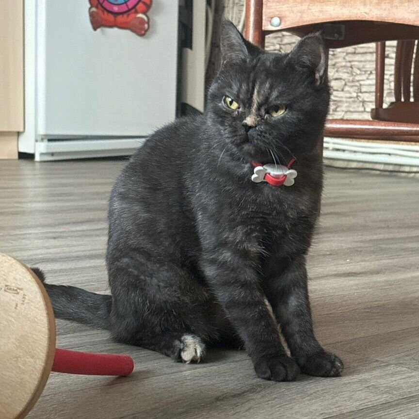 Кошка и кот