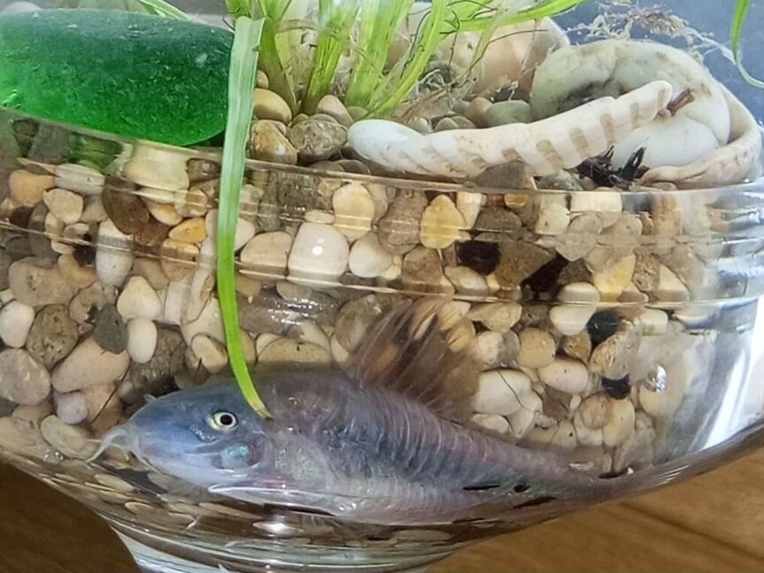 Ваза с домашним цветком циперус и с рыбками