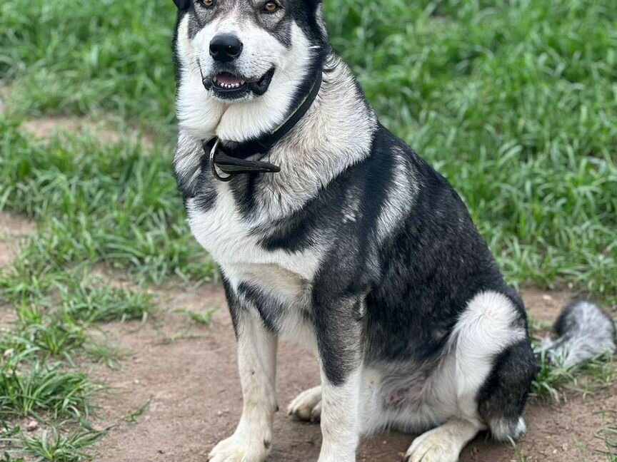 Собака в добрые руки отдам бесплатно