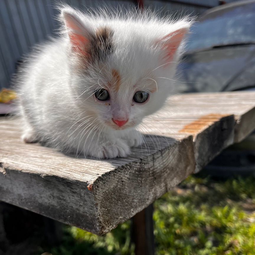 Котёнок в добрые руки