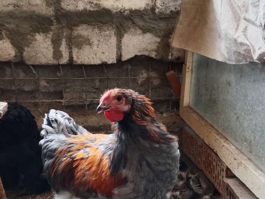 Петухи брама, кохинхины и другие породы
