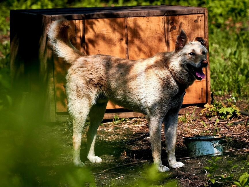 Собака ищет дом