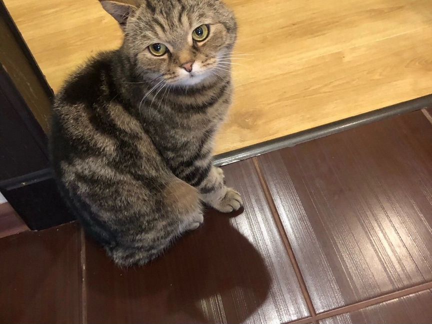 Кот шотландец