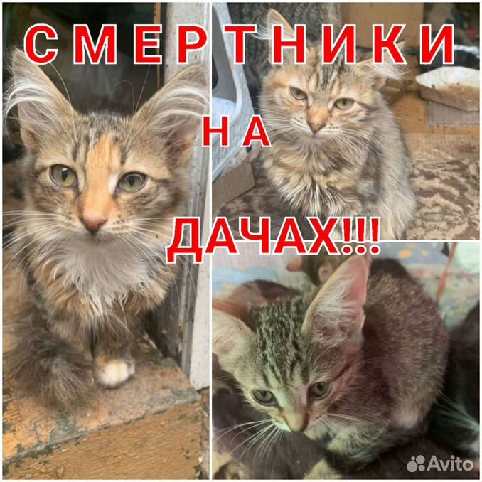 Котята смертники погибают на дачах