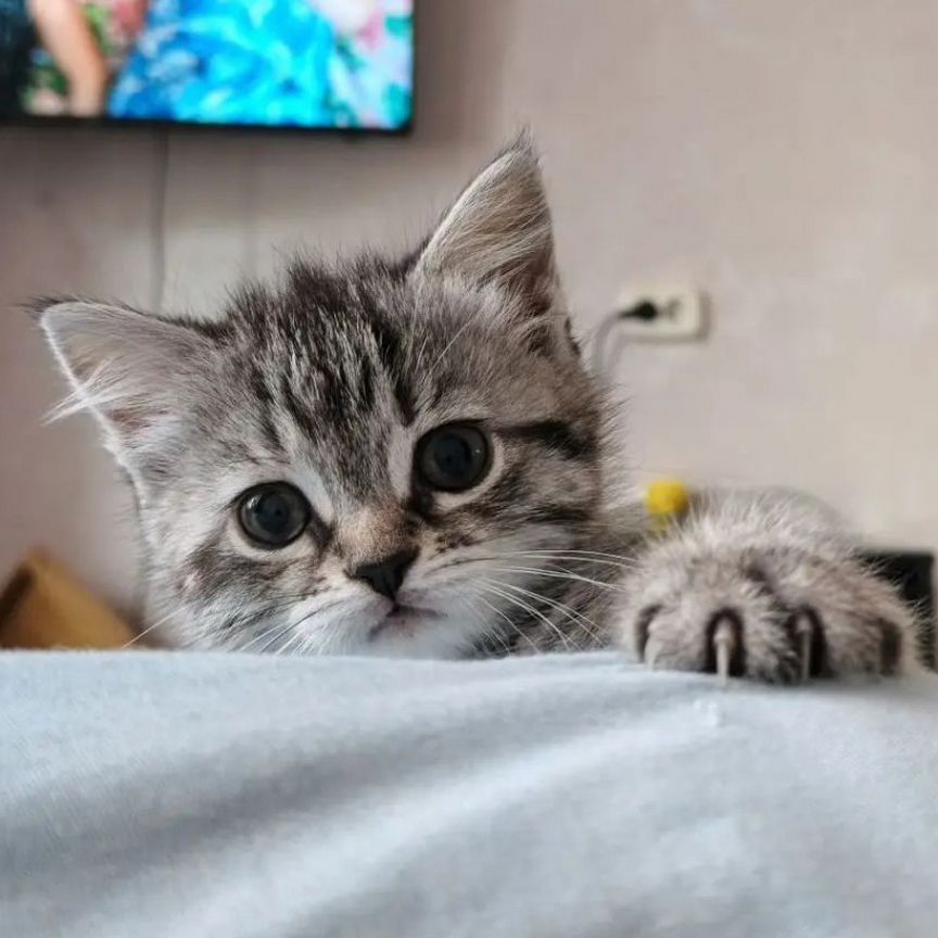 Британский короткошёрстный котёнок