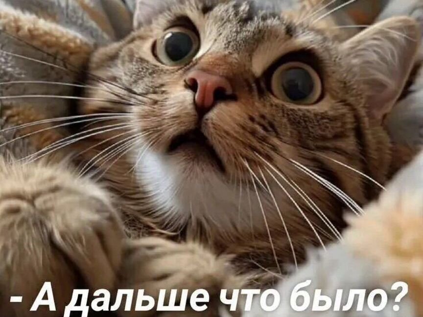 Котенок в дар бесплатно Ульянова