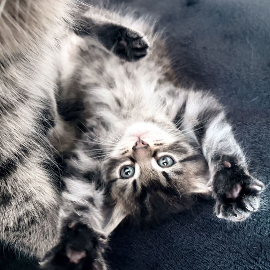 Сибирский котёнок