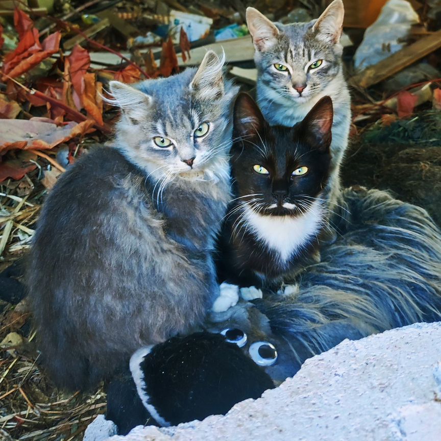 Котята мерзнут на улице