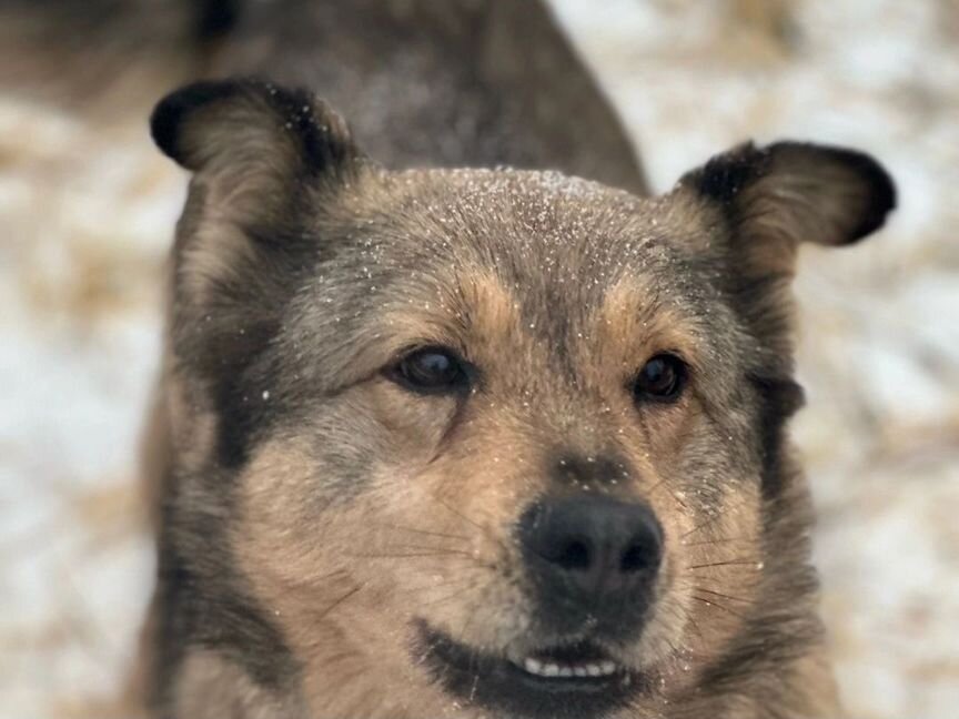 Собака Пальма ищет дом