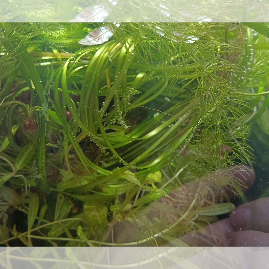 Аквариумные растения прополка