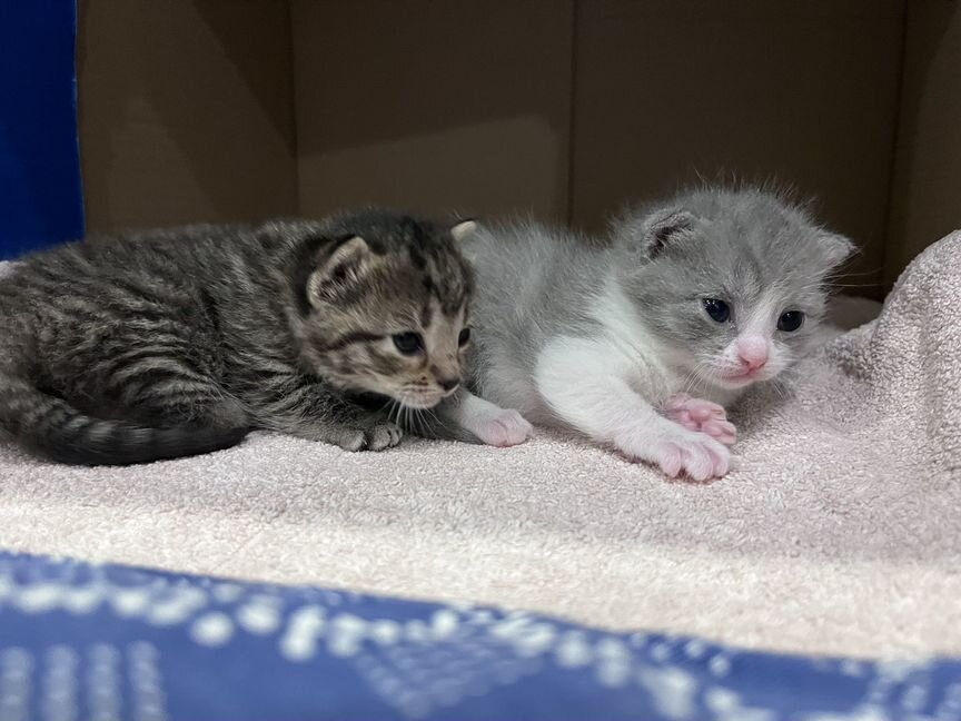 Шотландские котята